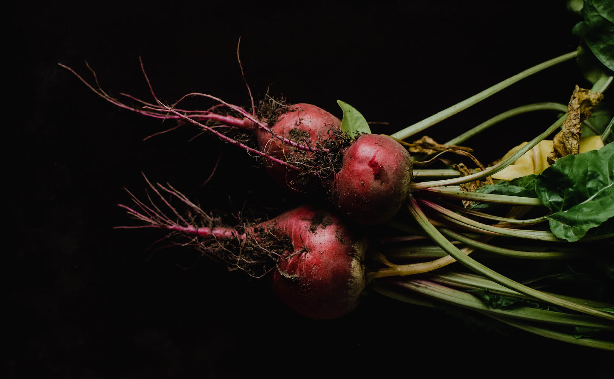 The Unbeetable Beet: An Antioxidant Gold Mine – HOLOS